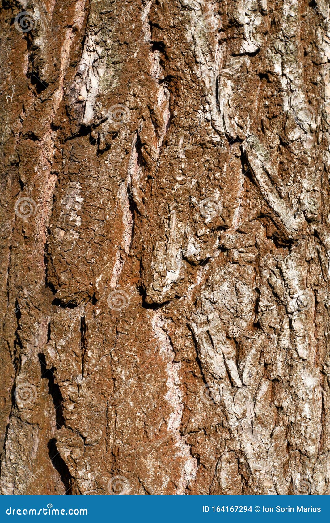 Tree Texture, Material, Detail, Surface Stock Photo - Image of tree ...