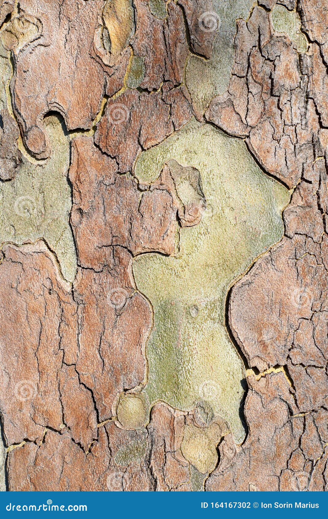 Tree Texture, Material, Detail, Surface Stock Photo - Image of rough ...