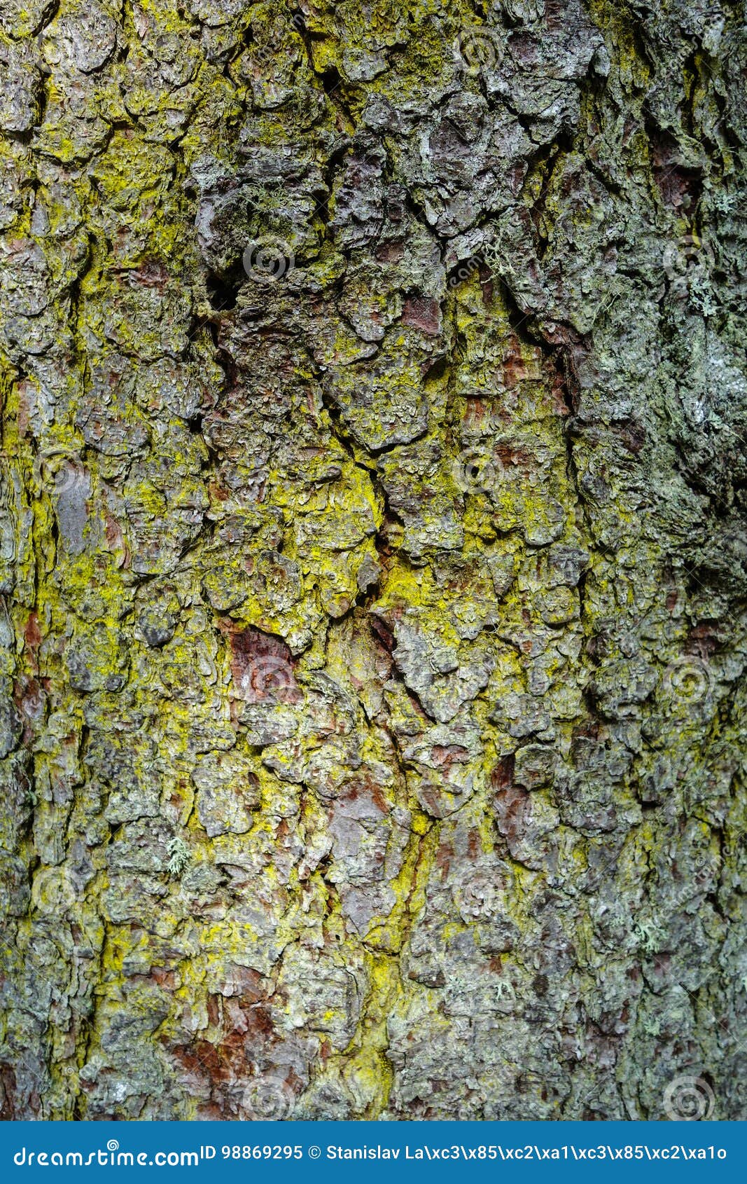 Tree texture stock image. Image of detail, tree, surface - 98869295
