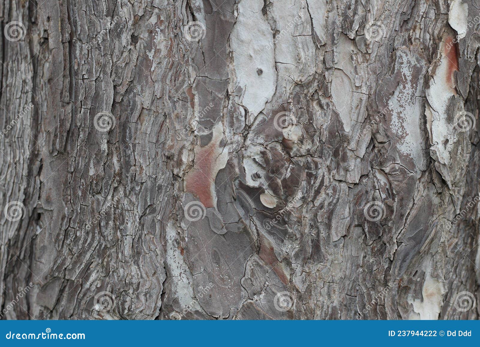 A tree texture stock photo. Image of tree, texture, nature - 237944222