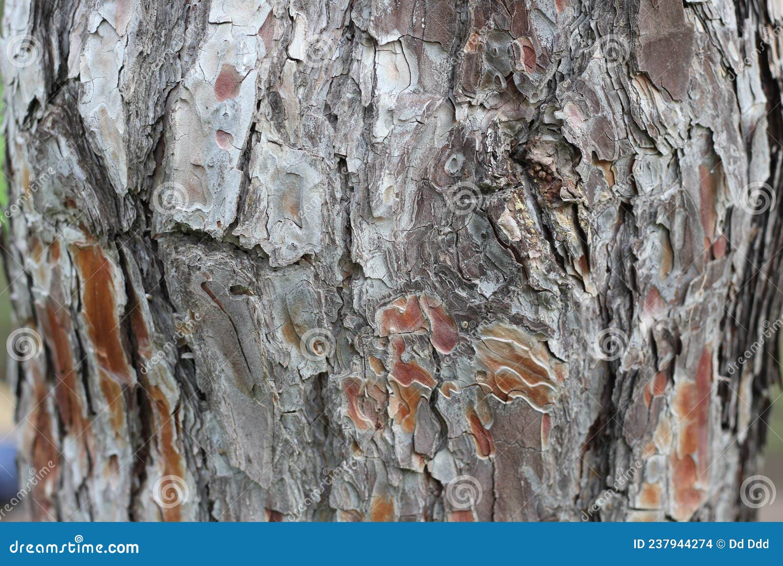 A tree texture stock photo. Image of branch, rock, nature - 237944274