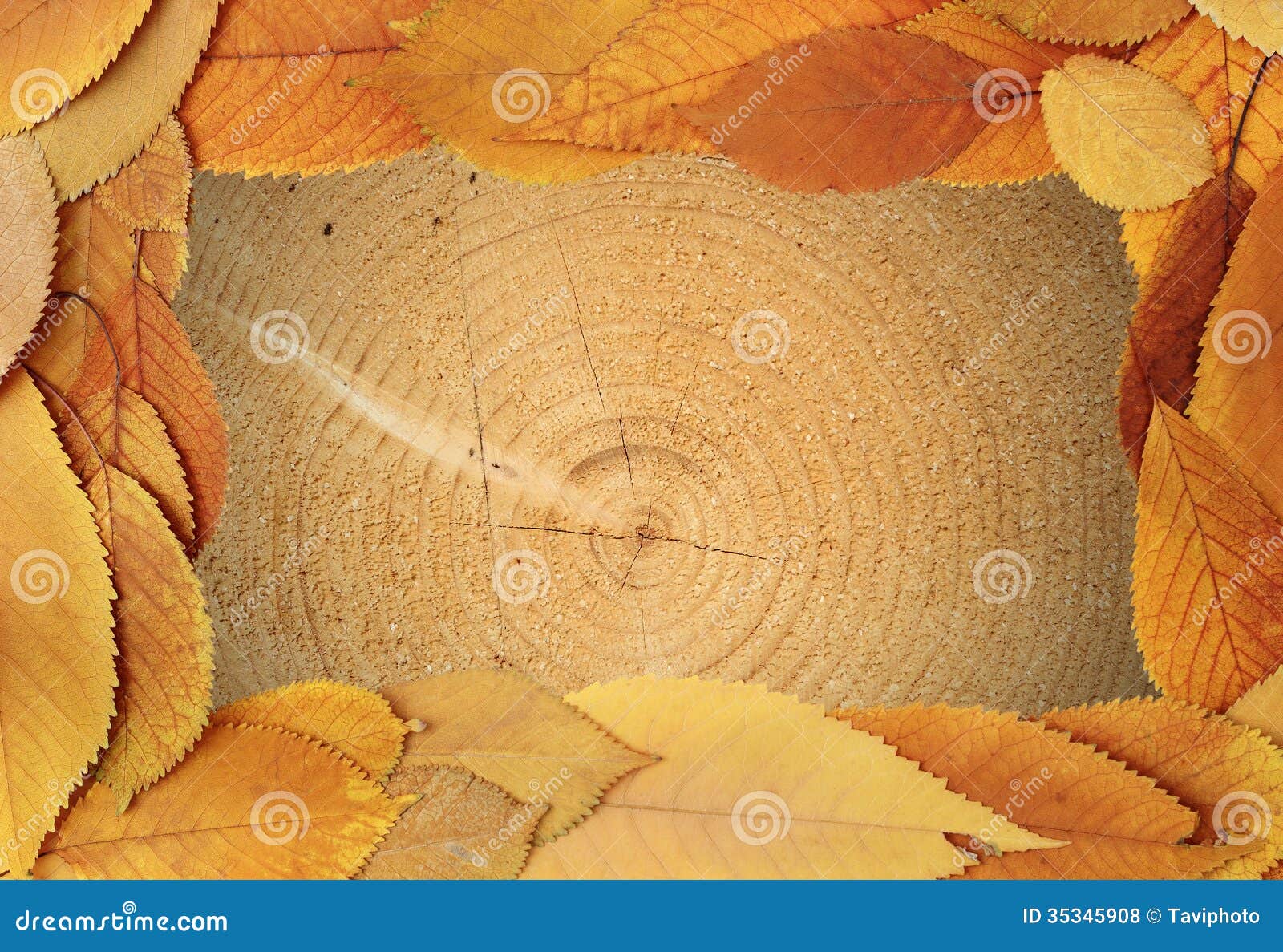 Tree Texture with Golden Leaves Frame Stock Photo - Image of detail ...
