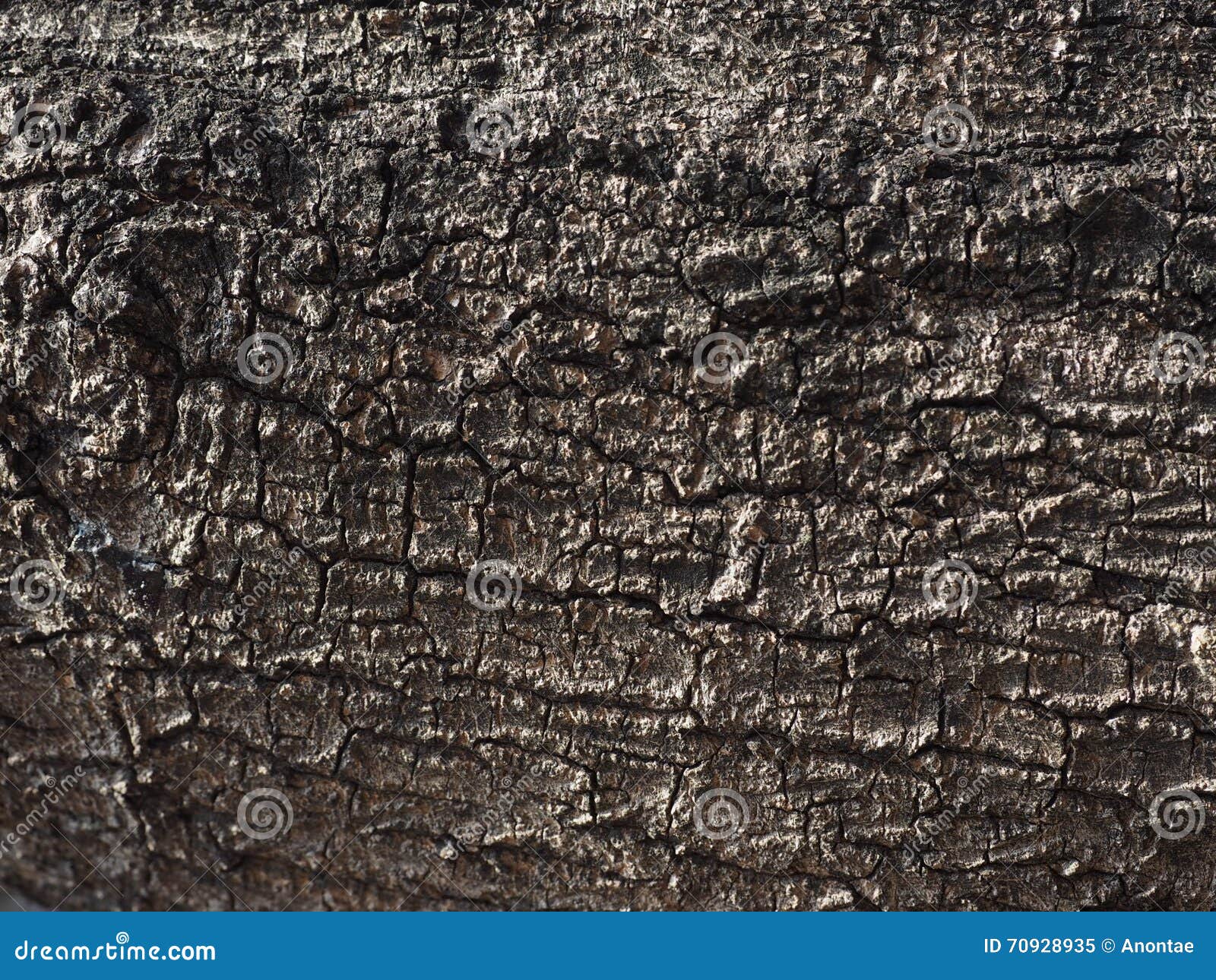 Tree-texture mango stock image. Image of texturemango - 70928935