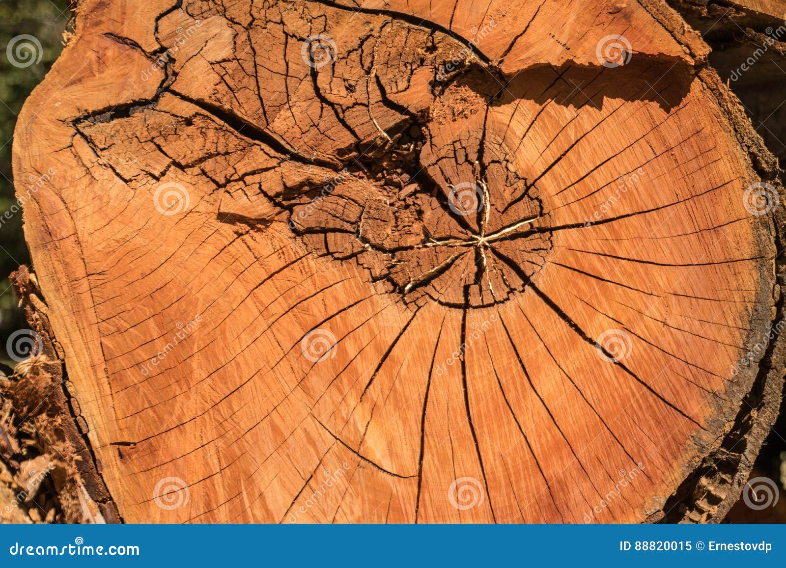 Tree texture stock image. Image of brown, roug, wood - 88820015