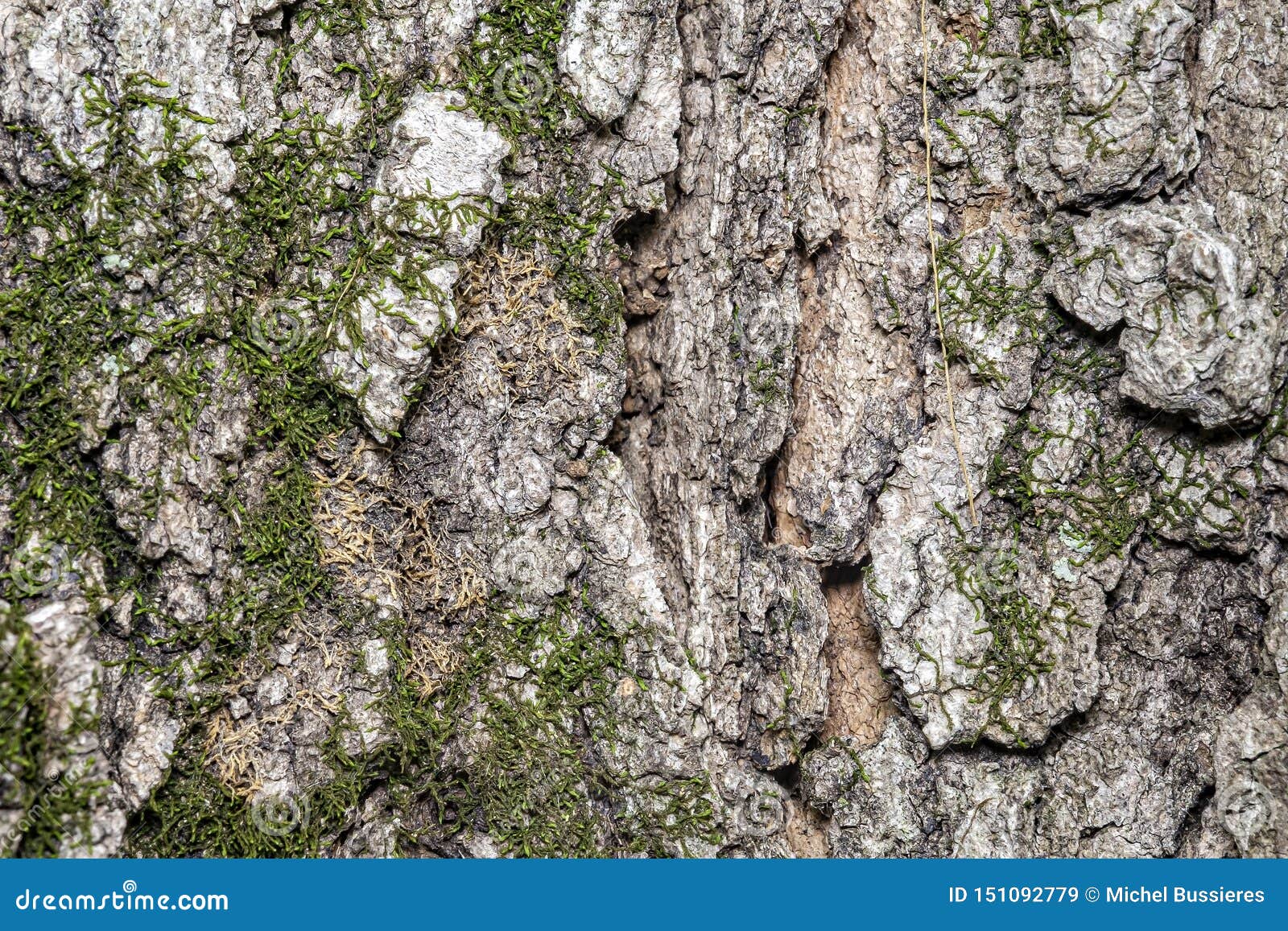 Tree Texture on a Old Trunck Stock Image - Image of subject, detail ...