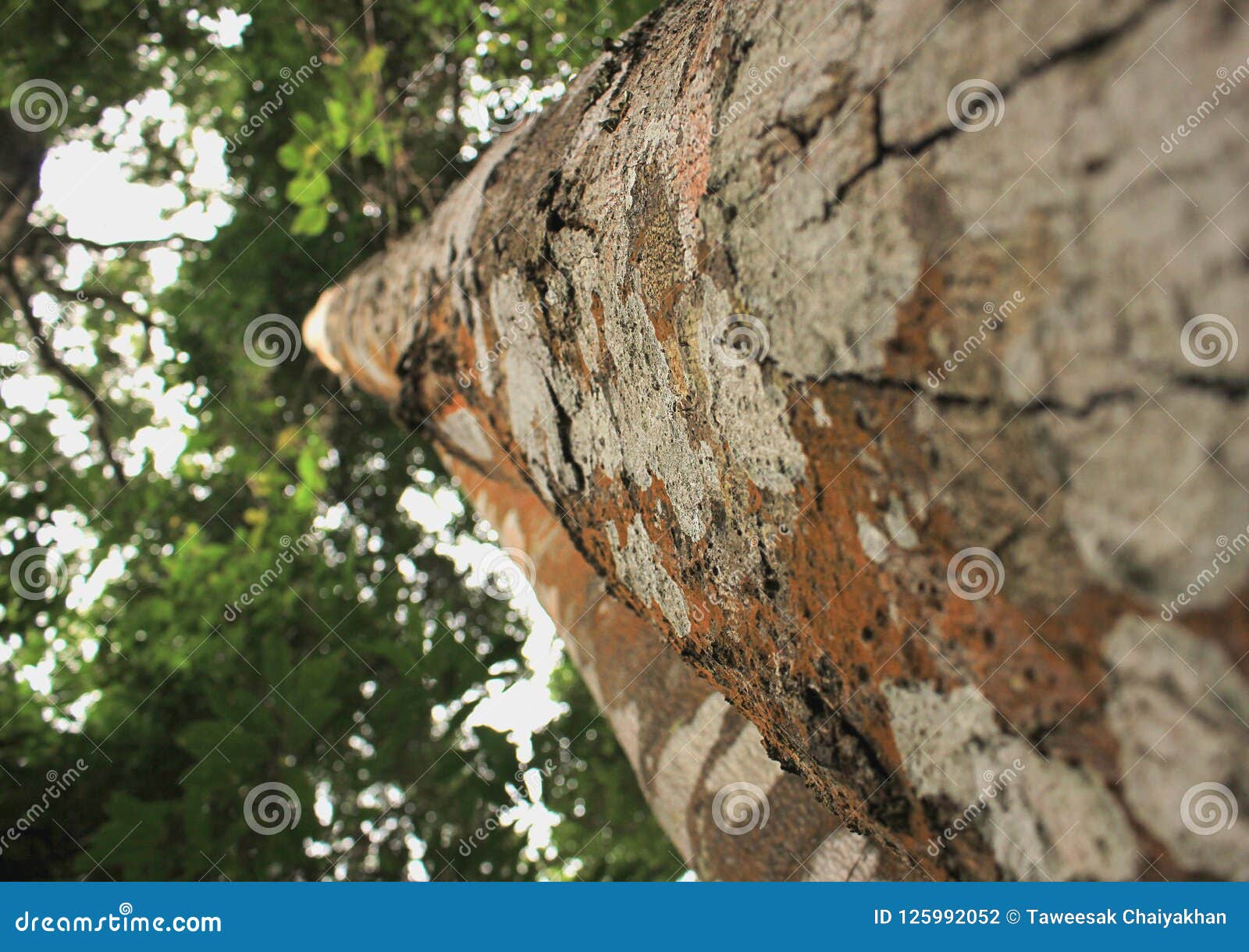 The Under View of Tree Texture Stock Photo - Image of food, olea: 125992052