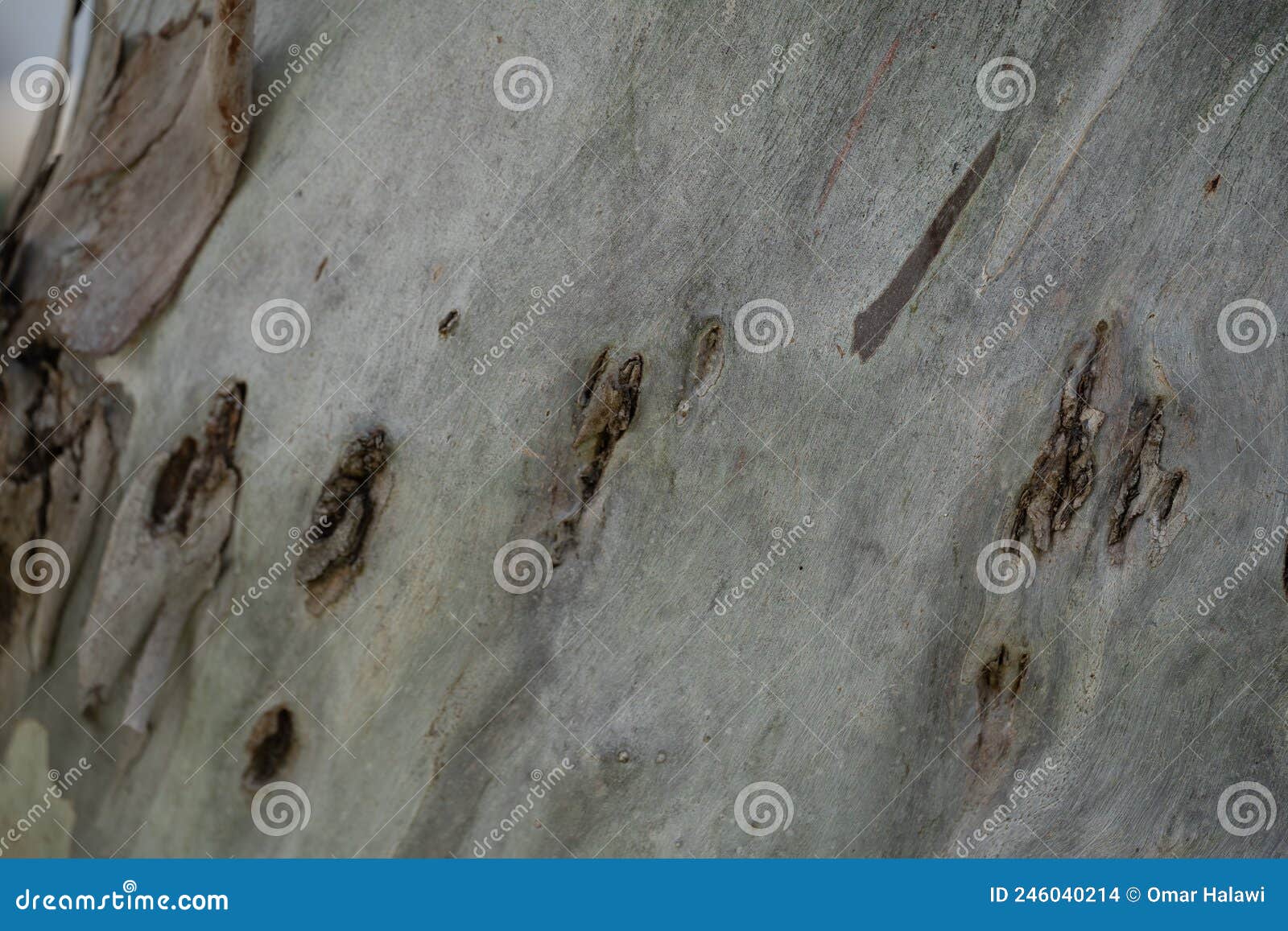 Tree Texture after Peeling Off Stock Photo - Image of outdoor, forestry ...
