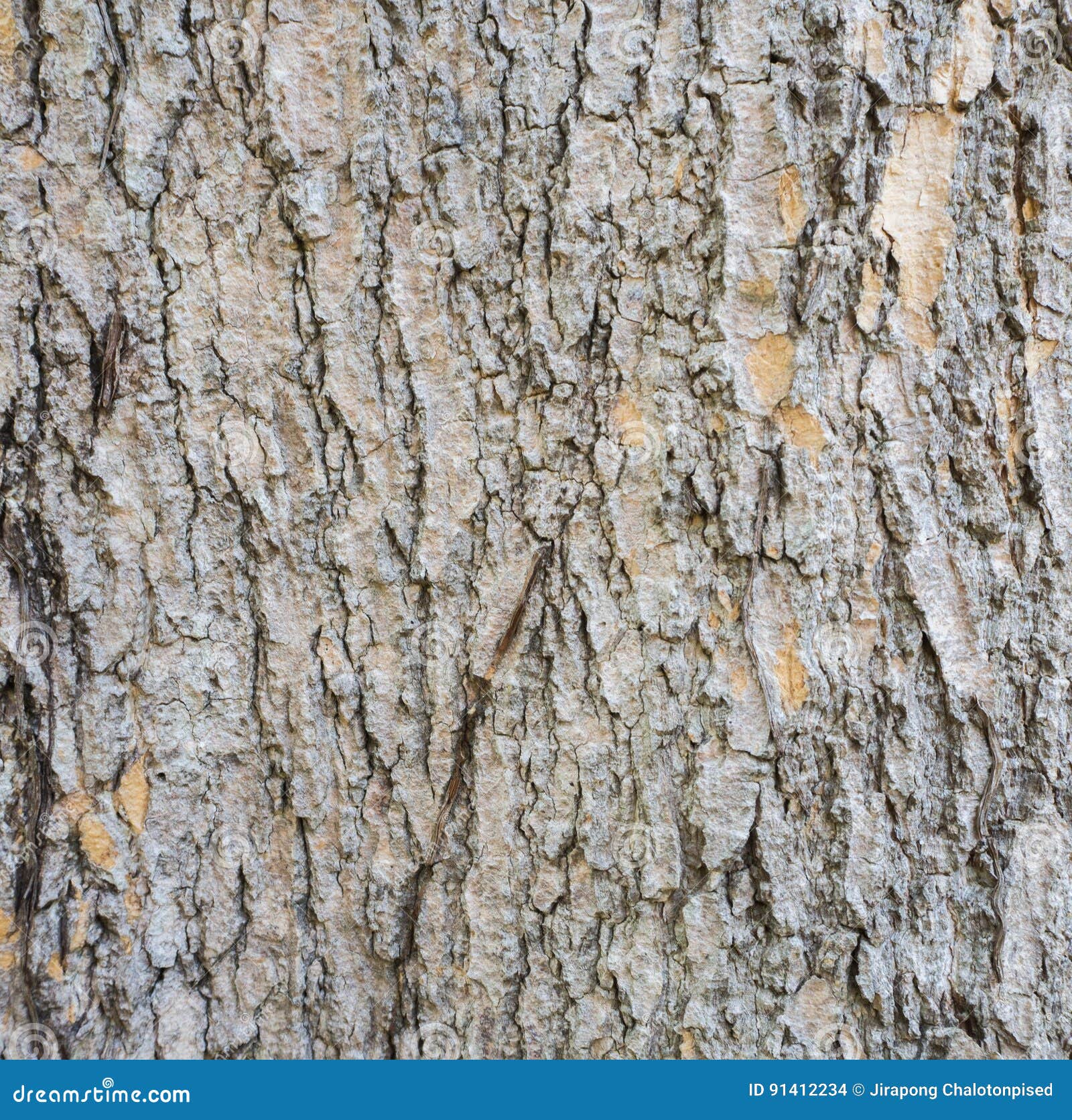 Tree texture stock photo. Image of stain, vine, tree - 91412234