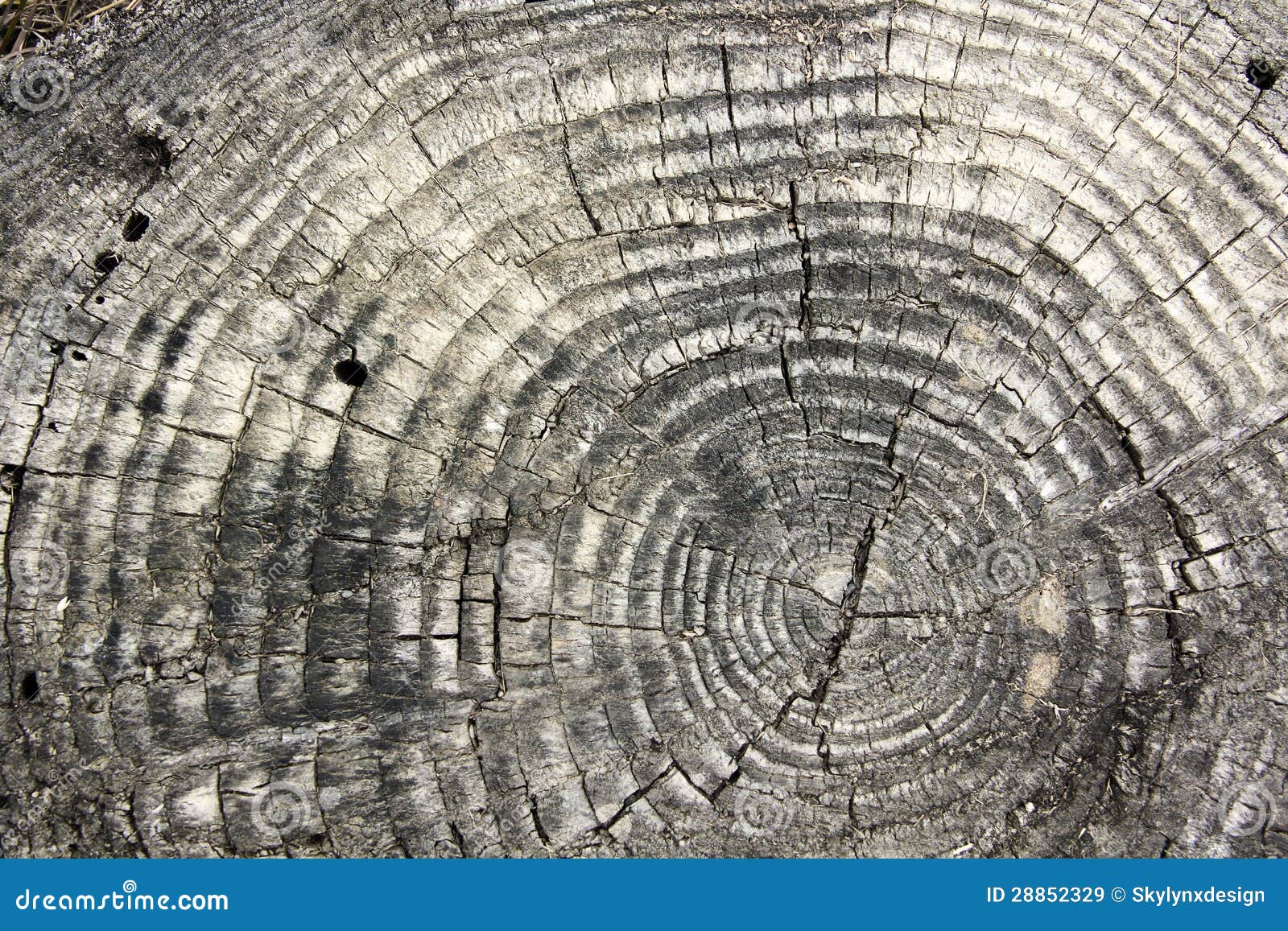 Tree texture with rings stock image. Image of pattern - 28852329