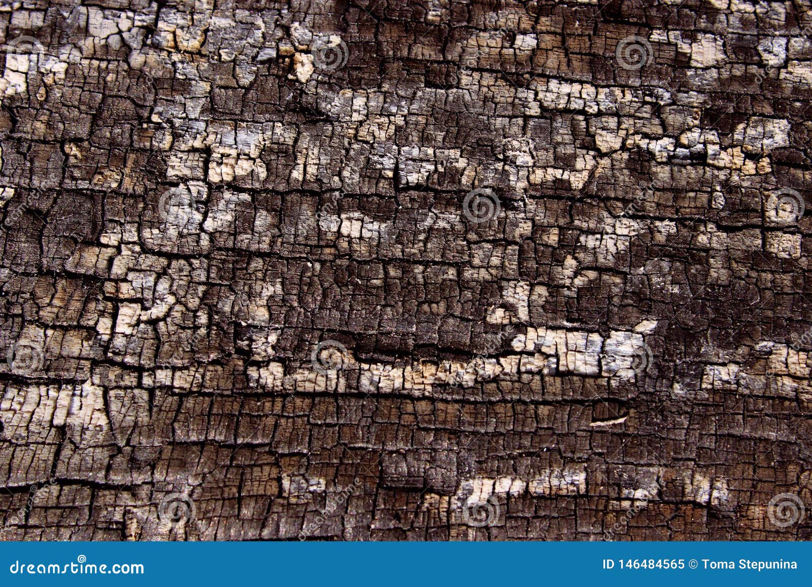 Tree Texture. Tree Background. Crack Tree Texture Stock Image - Image ...