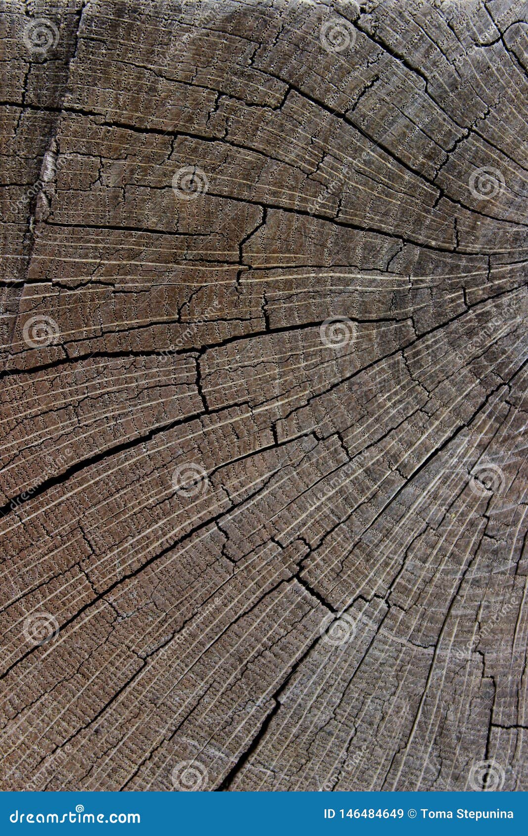 Tree Texture. Tree Background. Crack Tree Texture Stock Image - Image ...