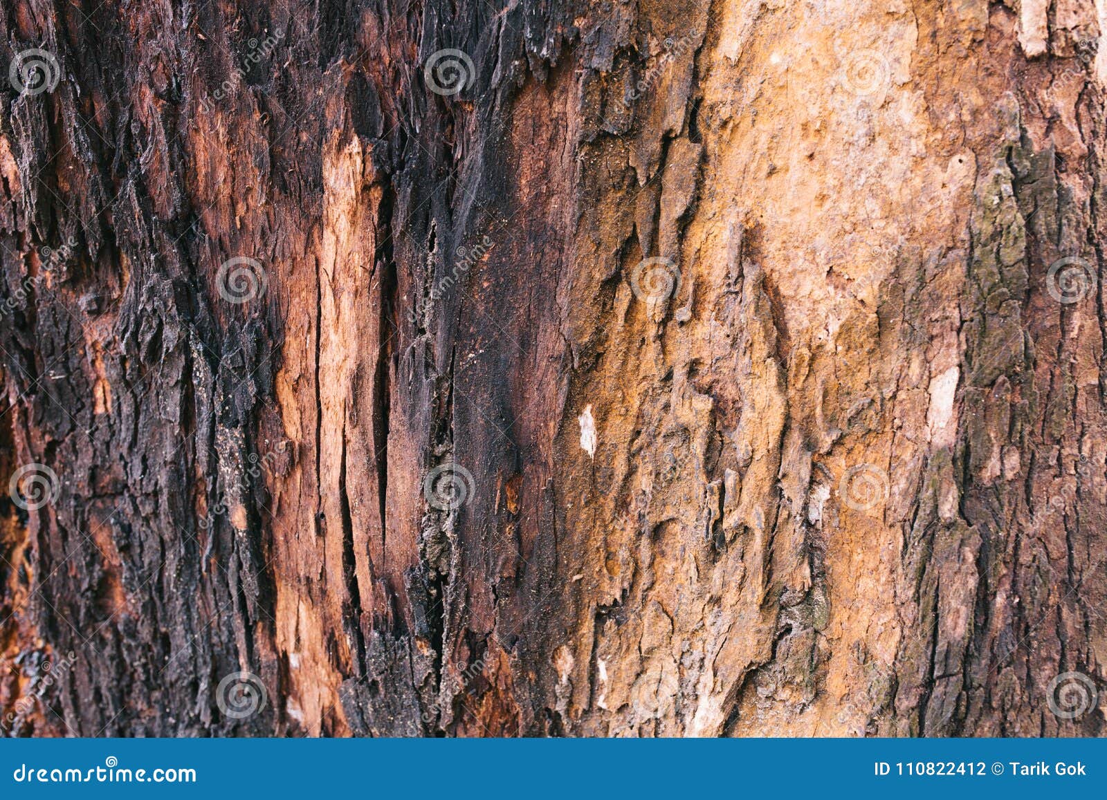 Tree texture. stock photo. Image of tree, closeup, timber - 110822412