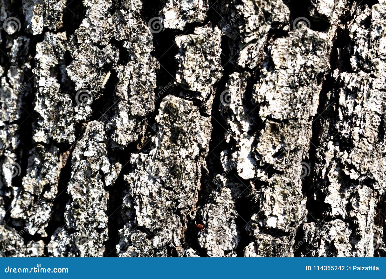 Tree Texture stock photo. Image of texture, nature, tree - 114355242