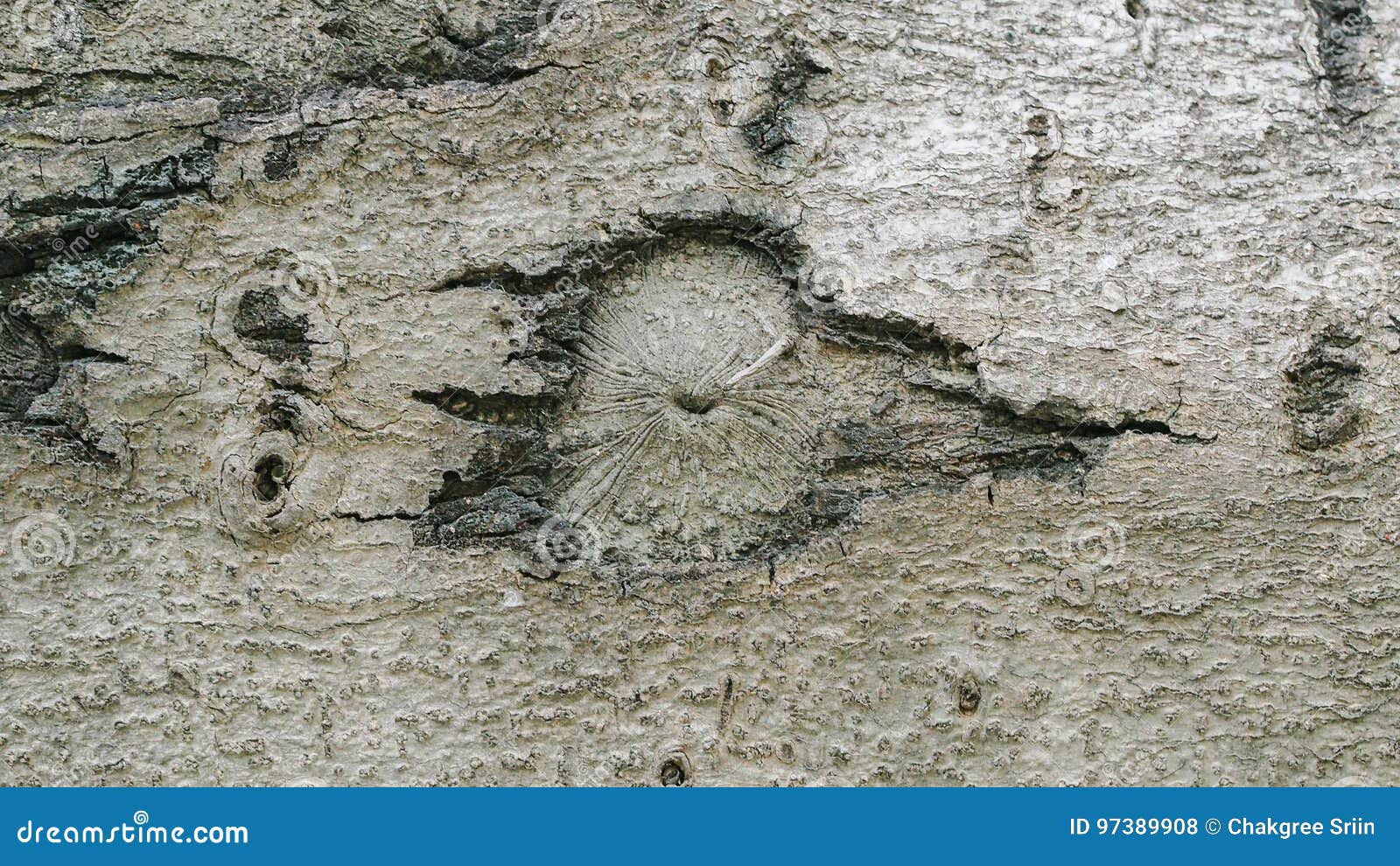 Tree texture white color stock photo. Image of background - 97389908