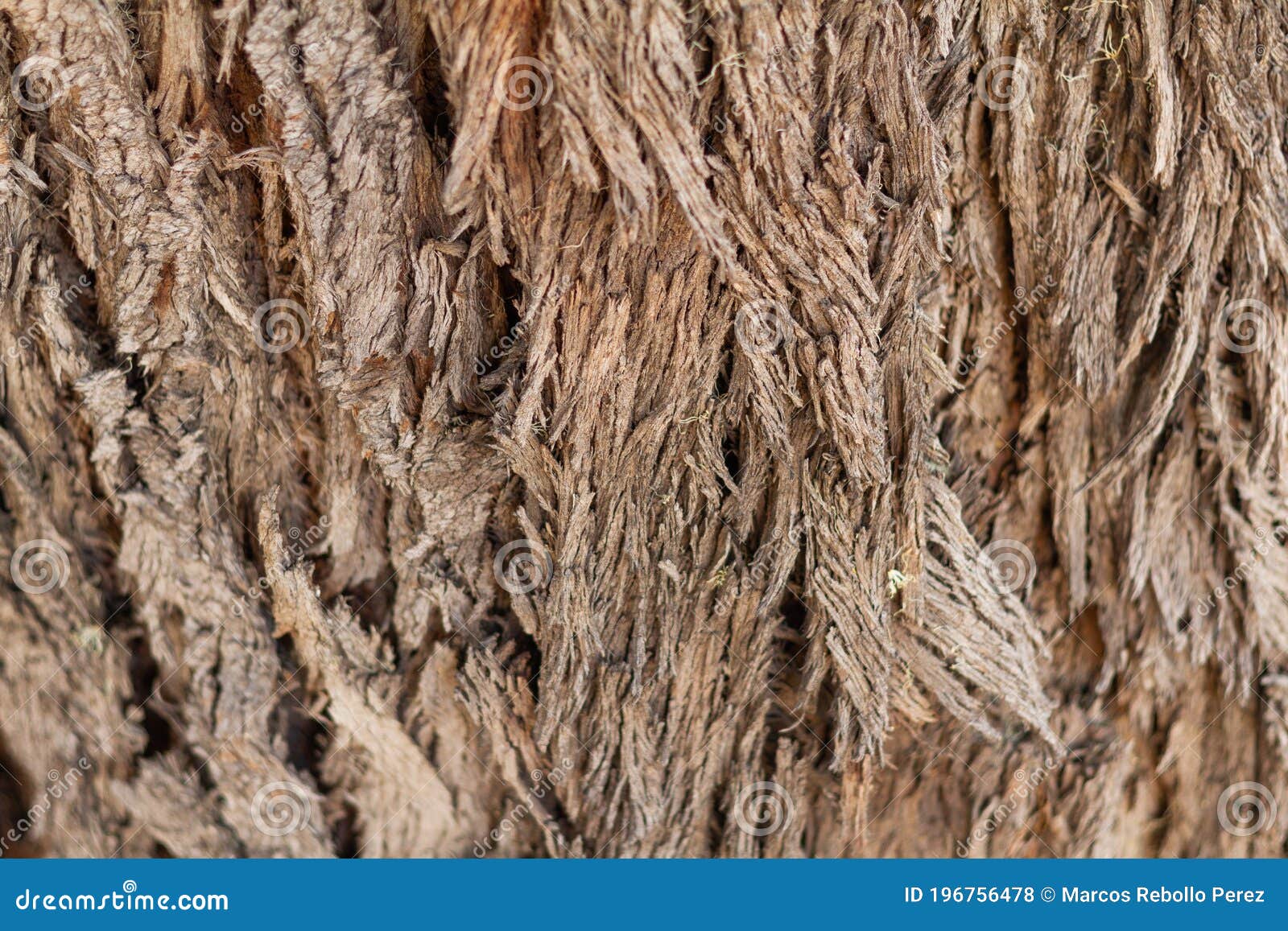 Tree Texture stock photo. Image of natural, surface - 196756478