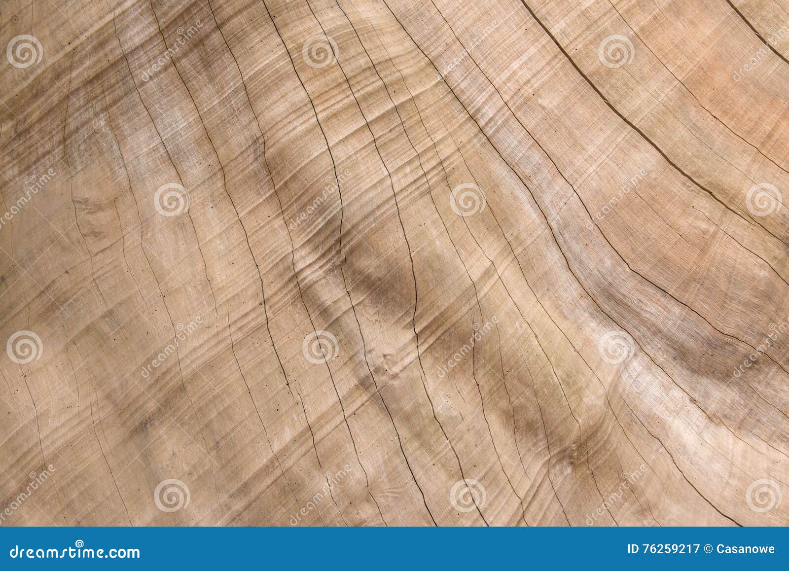 Tree Texture of Wood Pattern for Design or Background Stock Image ...