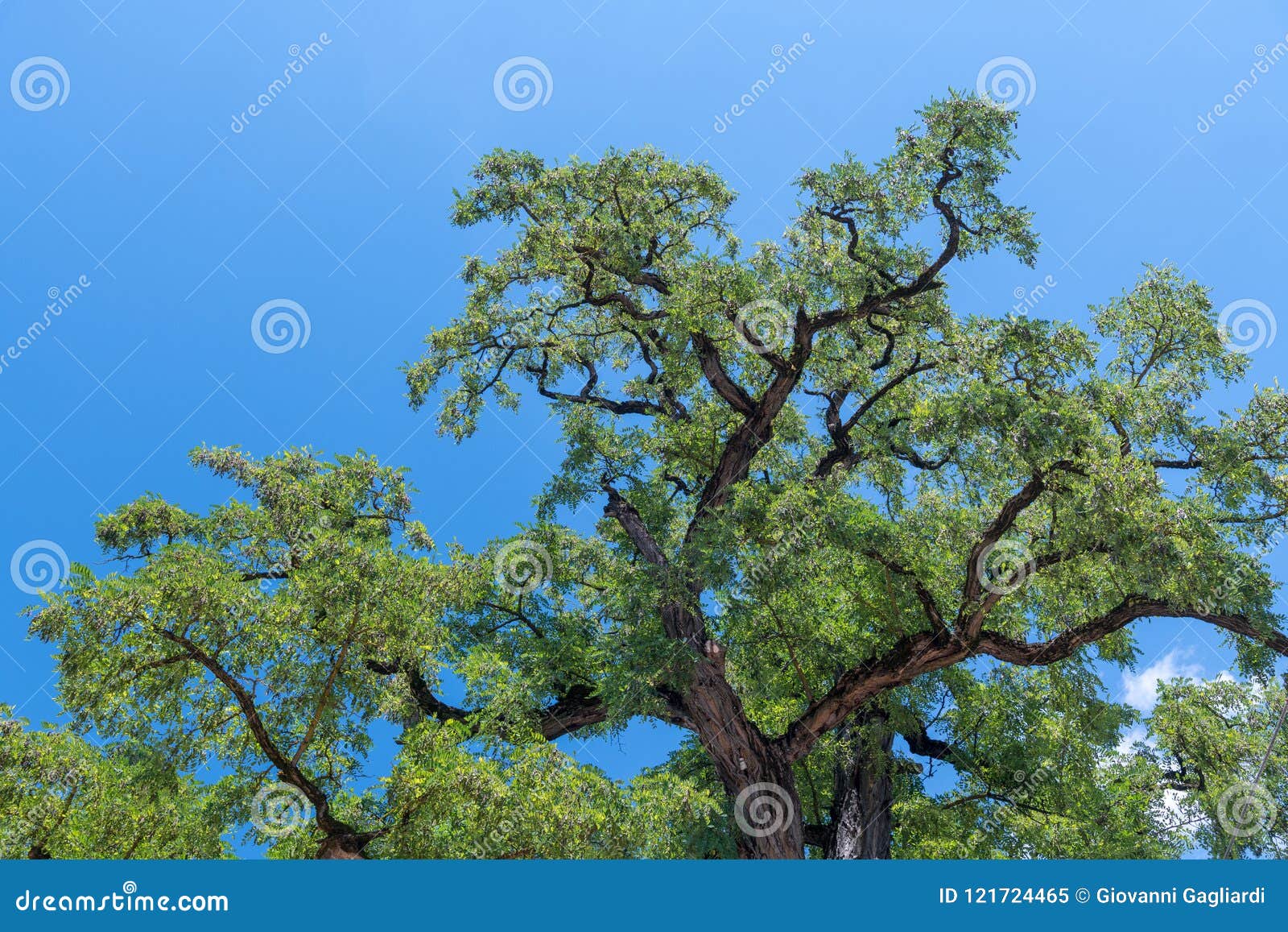 Tree Textures Against Blue Sky Stock Image - Image of background ...