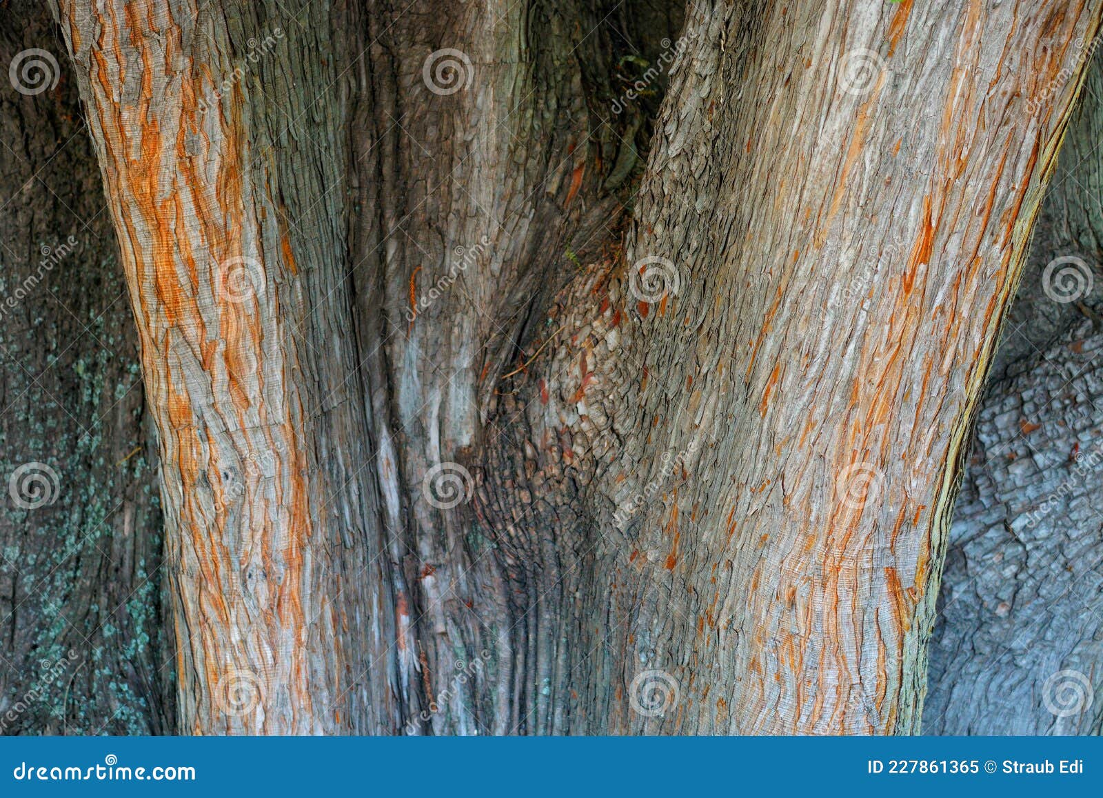 Tree textures closeup stock image. Image of branch, wood - 227861365