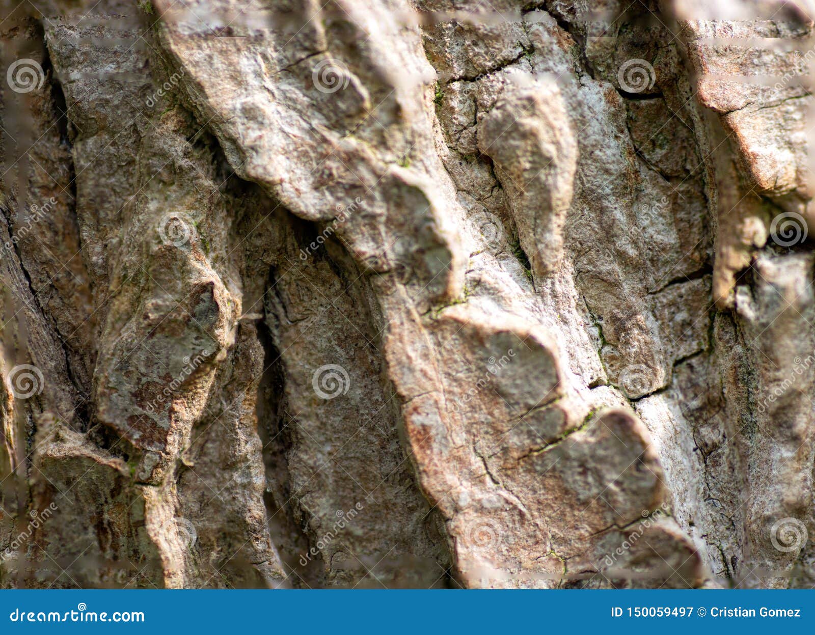 Tree textures stock image. Image of pine, macro, forest - 150059497