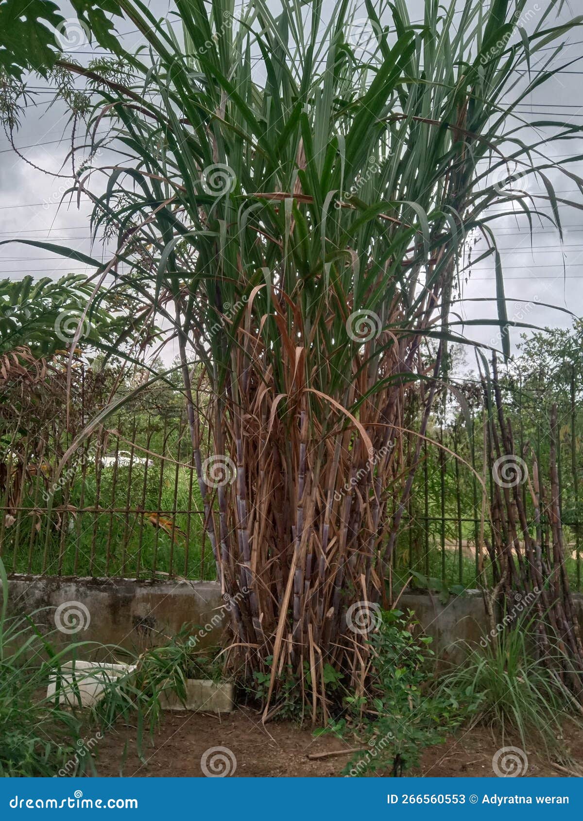 Tree Thick, the Basic Ingredient of Granulated Sugar Stock Image ...