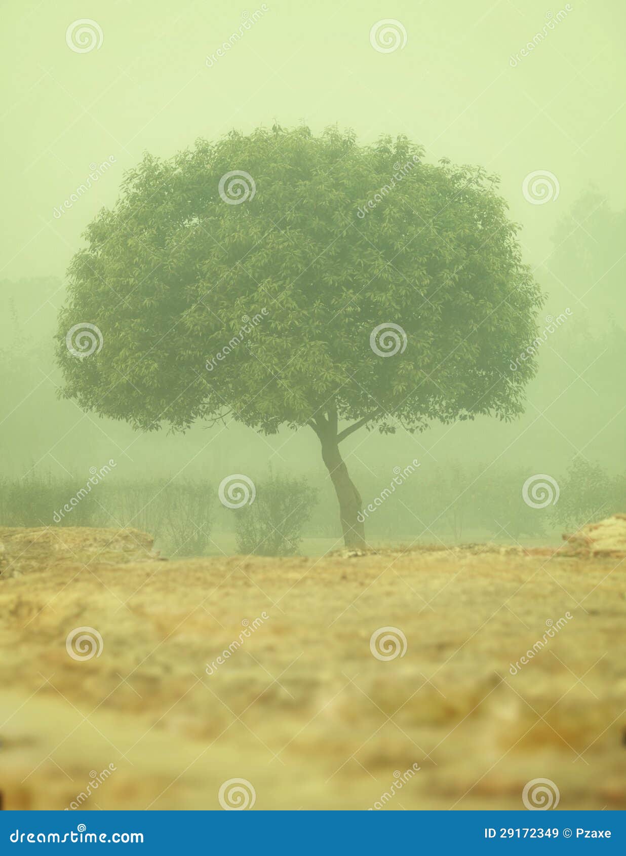 Tree in a Thick Morning Fog - Smog Stock Image - Image of light, foggy ...