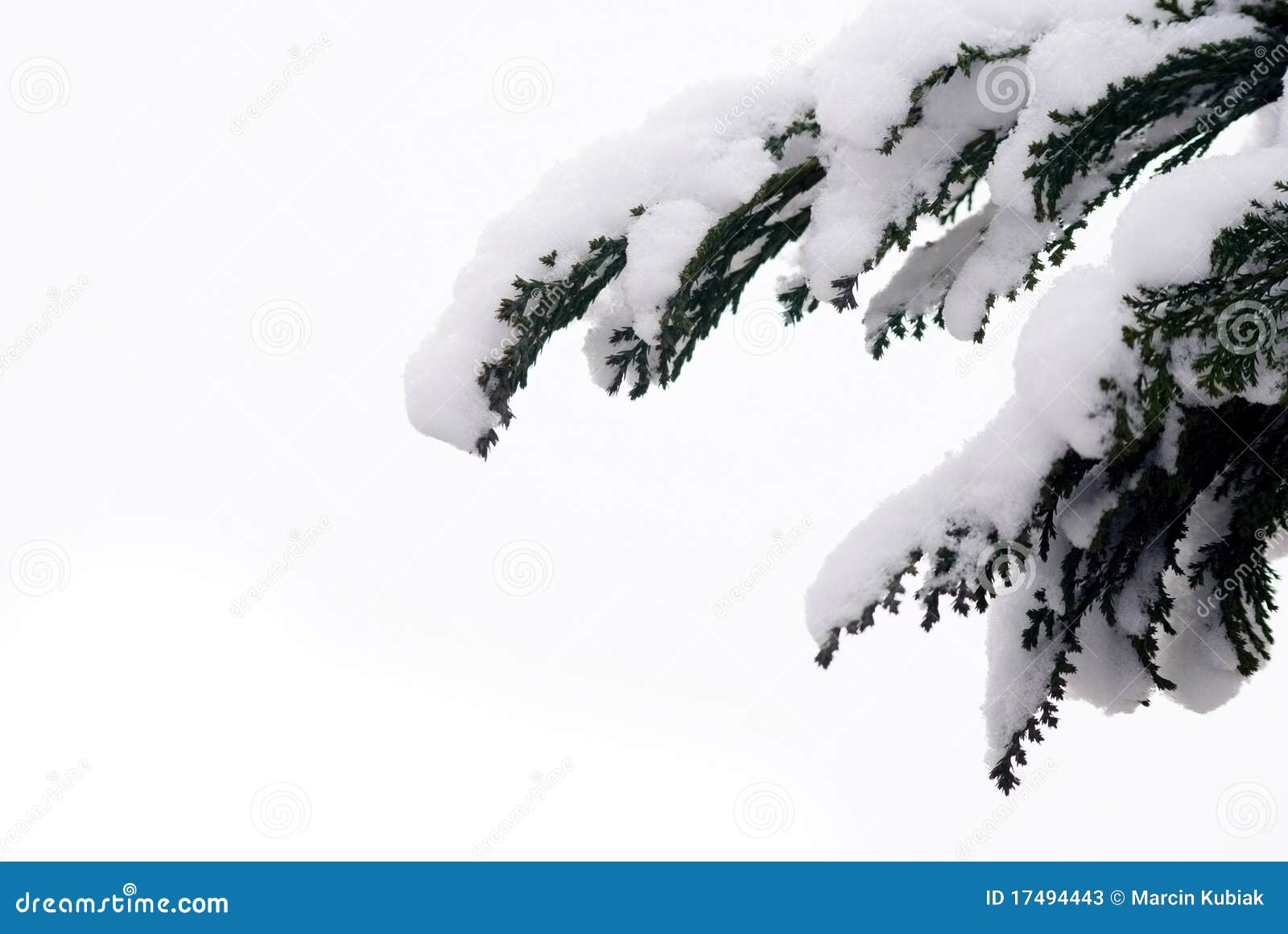 Tree with thick snow layer stock image. Image of film - 17494443