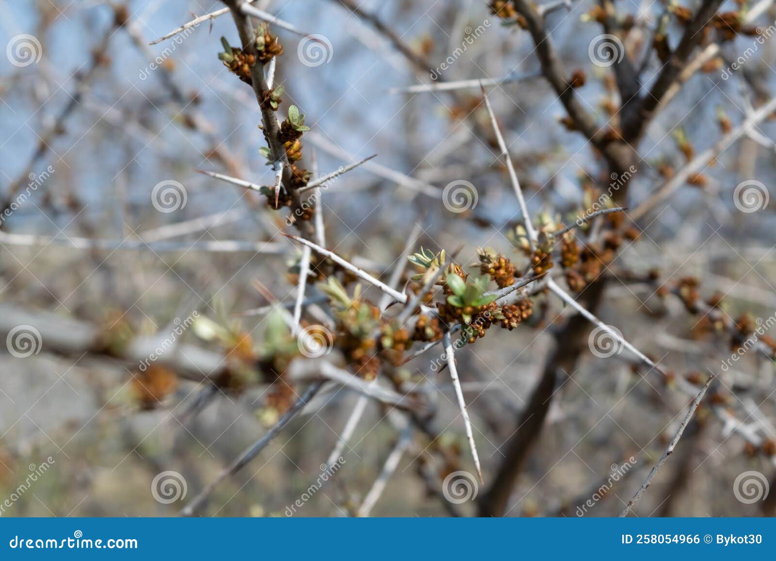 Branches with Spines and Buds, Close-up. Stock Photo - Image of spikes ...