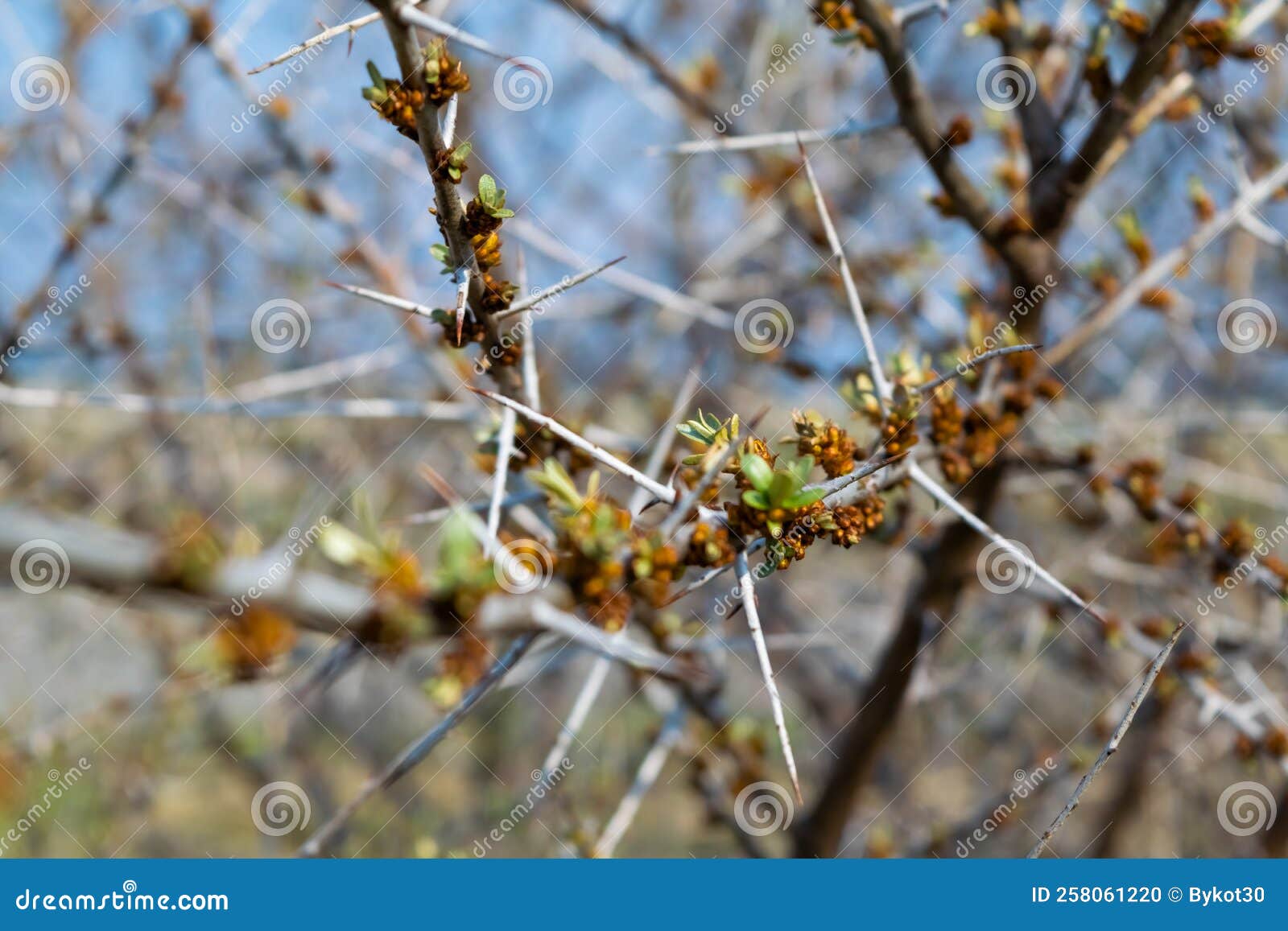 Thorns on a Branch, Close-up. Stock Photo - Image of flowering, nature ...