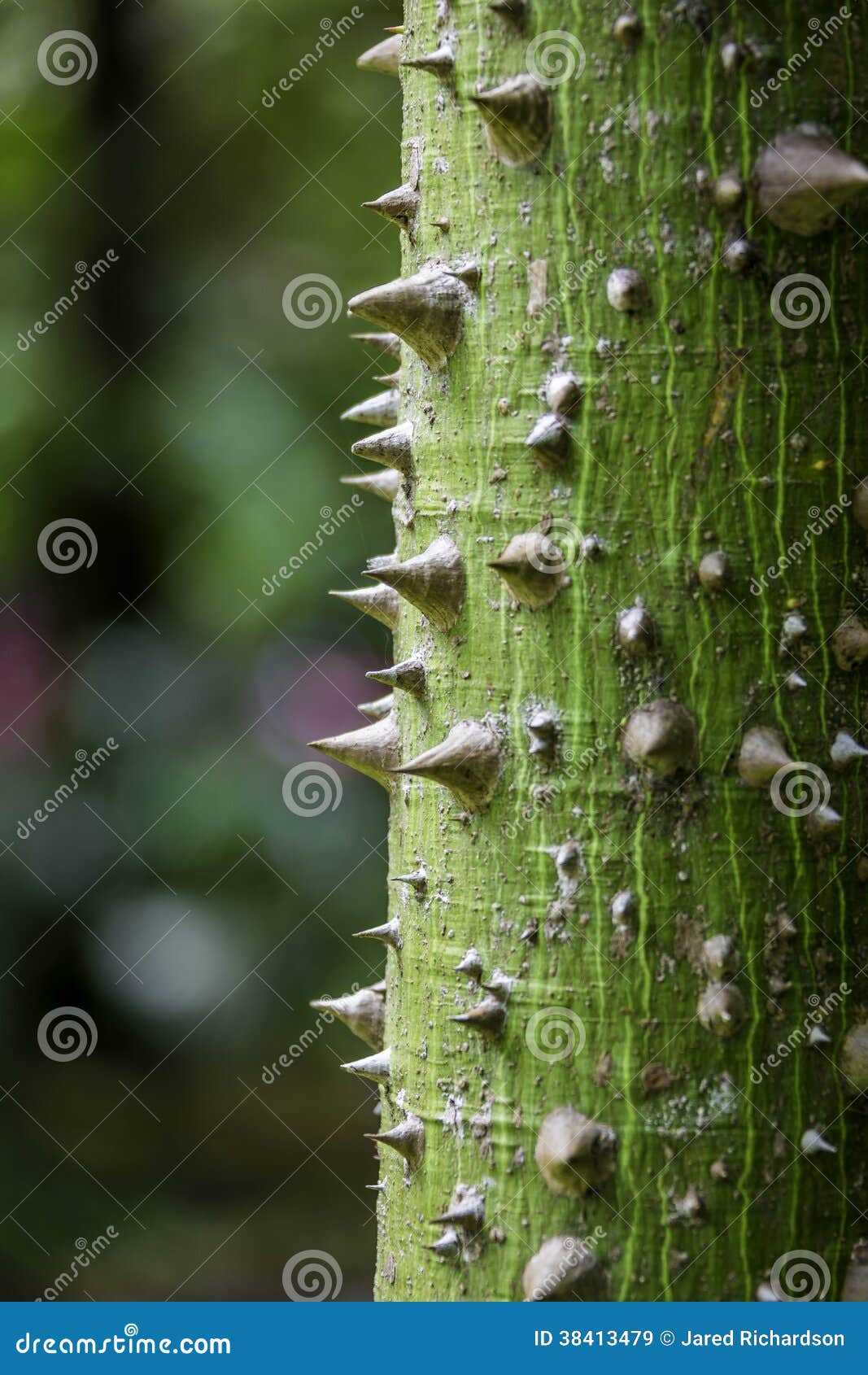Tree with Thorns stock image. Image of maccau, cruise - 38413479