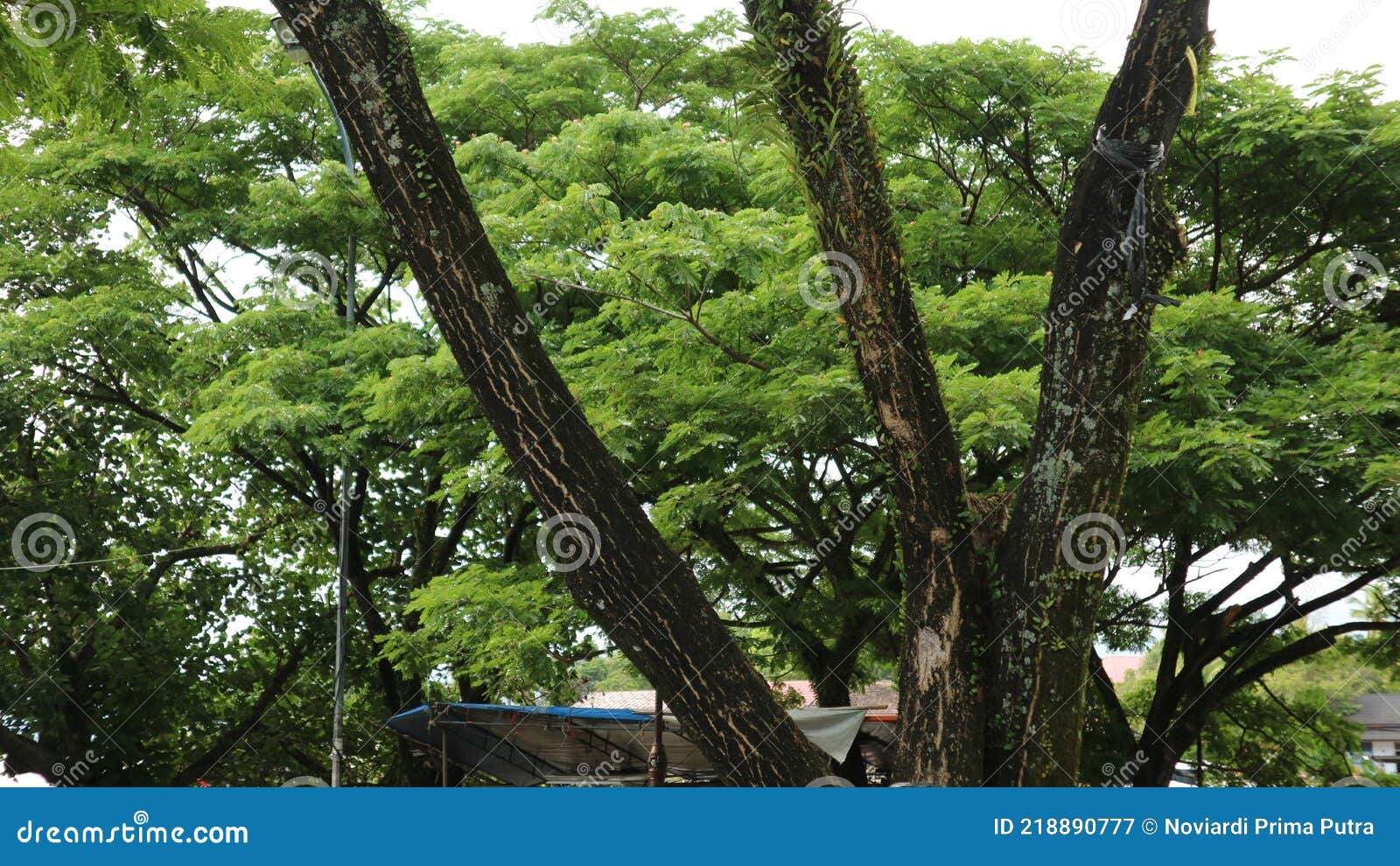 A Tree with Three Branches Surrounded by Green Leaves Stock Image ...