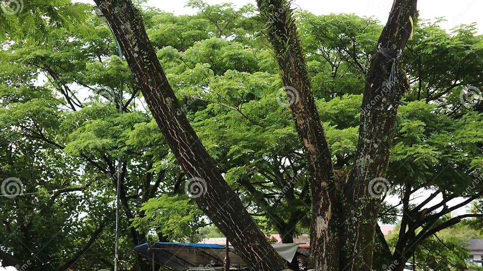A Tree with Three Branches Surrounded by Green Leaves Stock Image ...