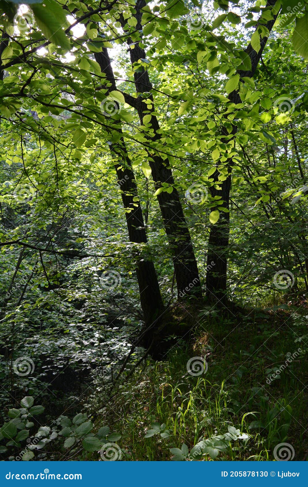 Tree with Three Trunks at the Edge of a Ravine. Forest Landscape in ...