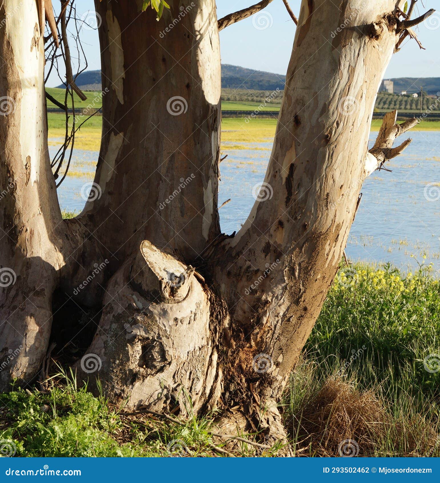Tree with Three Trunks and One Cut Stock Photo - Image of olive ...