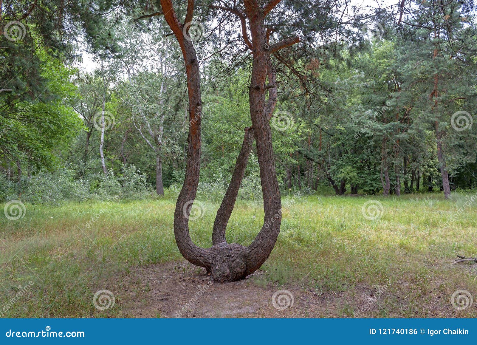Tree is the Throne of the Forest King. Stock Photo - Image of chair ...
