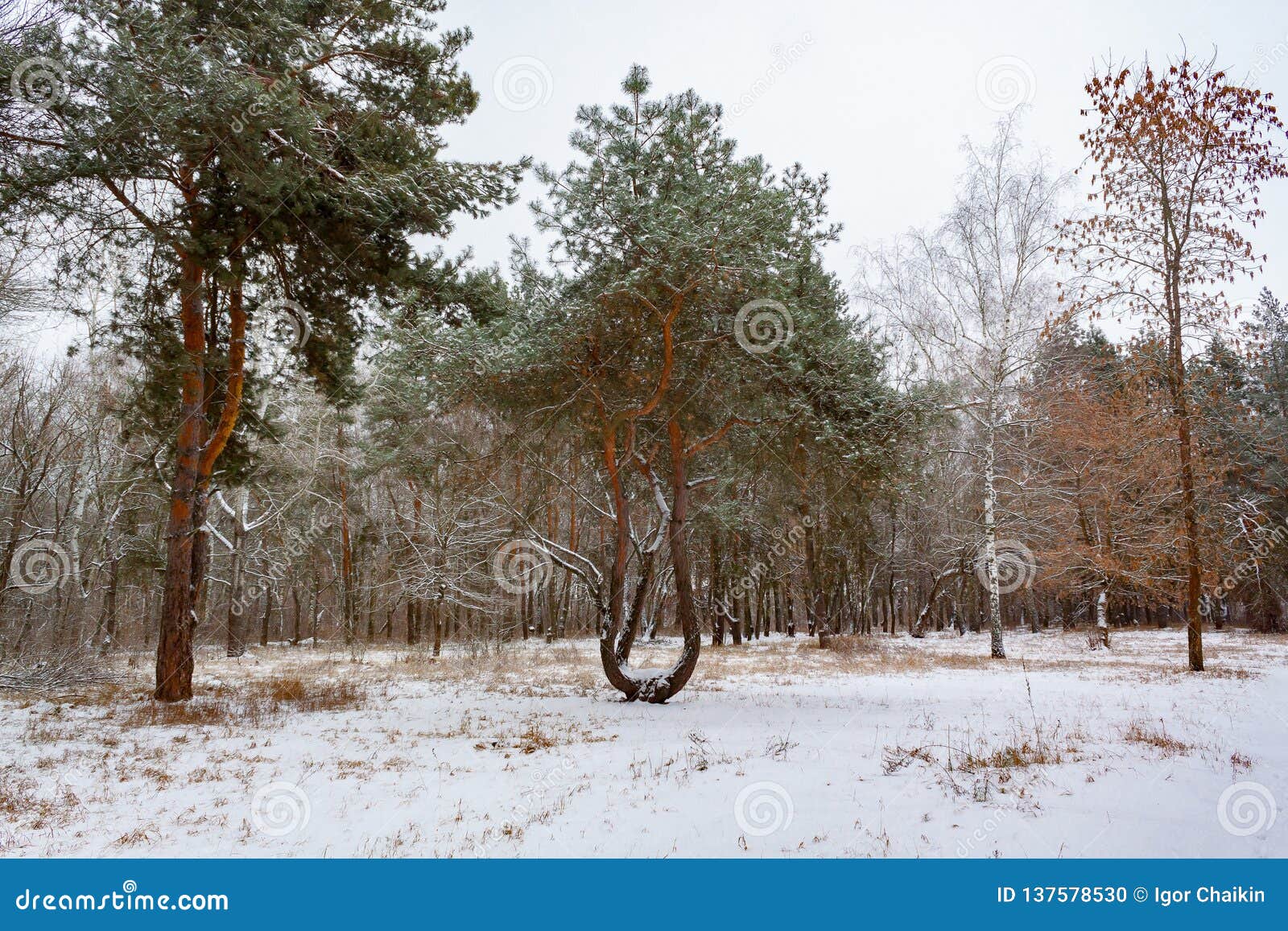 Tree is the Throne of the Forest King. Stock Photo - Image of chair ...