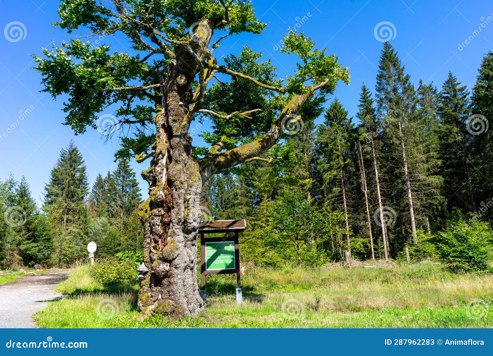 Tree in the Thuringian Forest, East Germany Stock Image - Image of ...