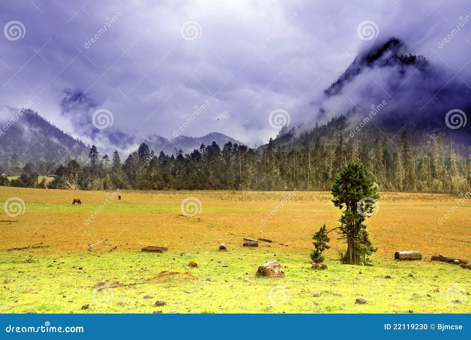 The tree in tibet stock photo. Image of pure, china, majestic - 22119230