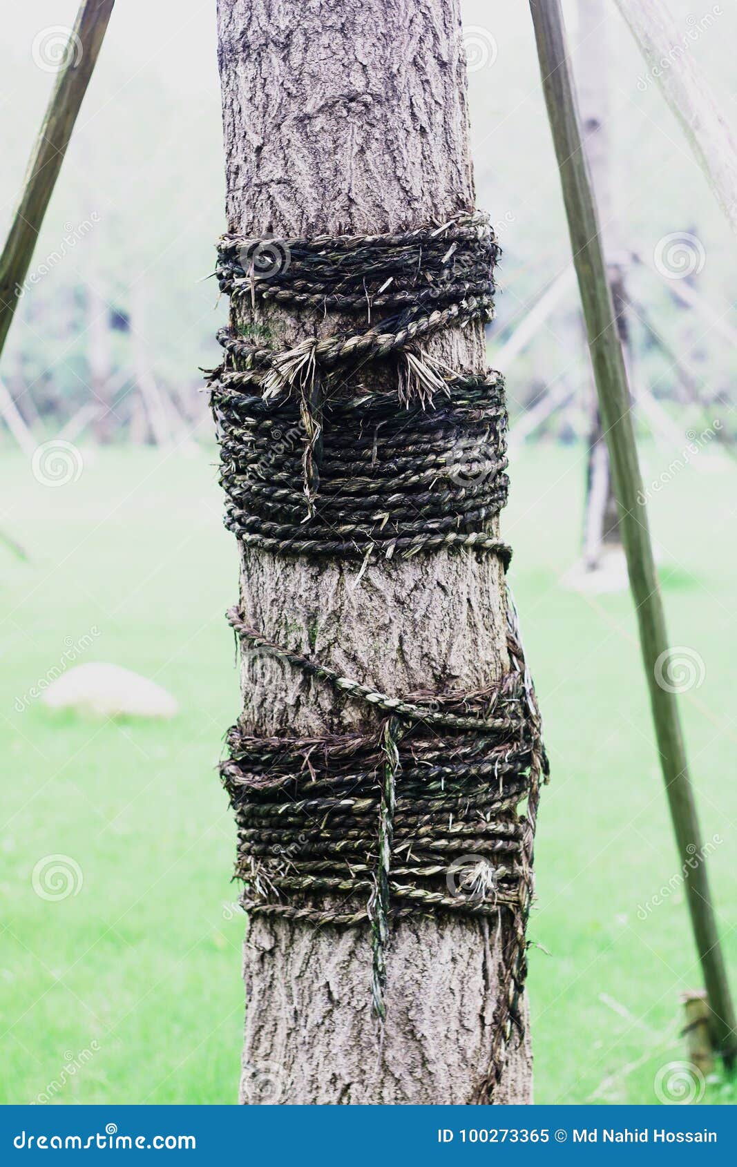 A Tree is Tied Us with Ropes Stock Image - Image of line, knotted ...