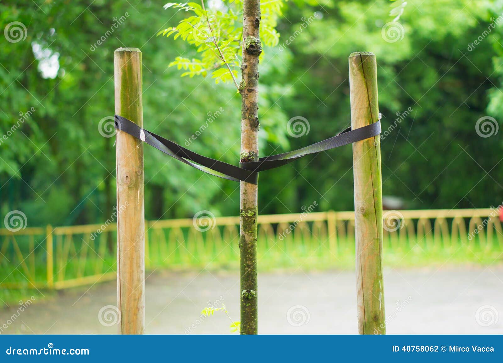 Tree tied wooden poles stock photo. Image of park, wood - 40758062