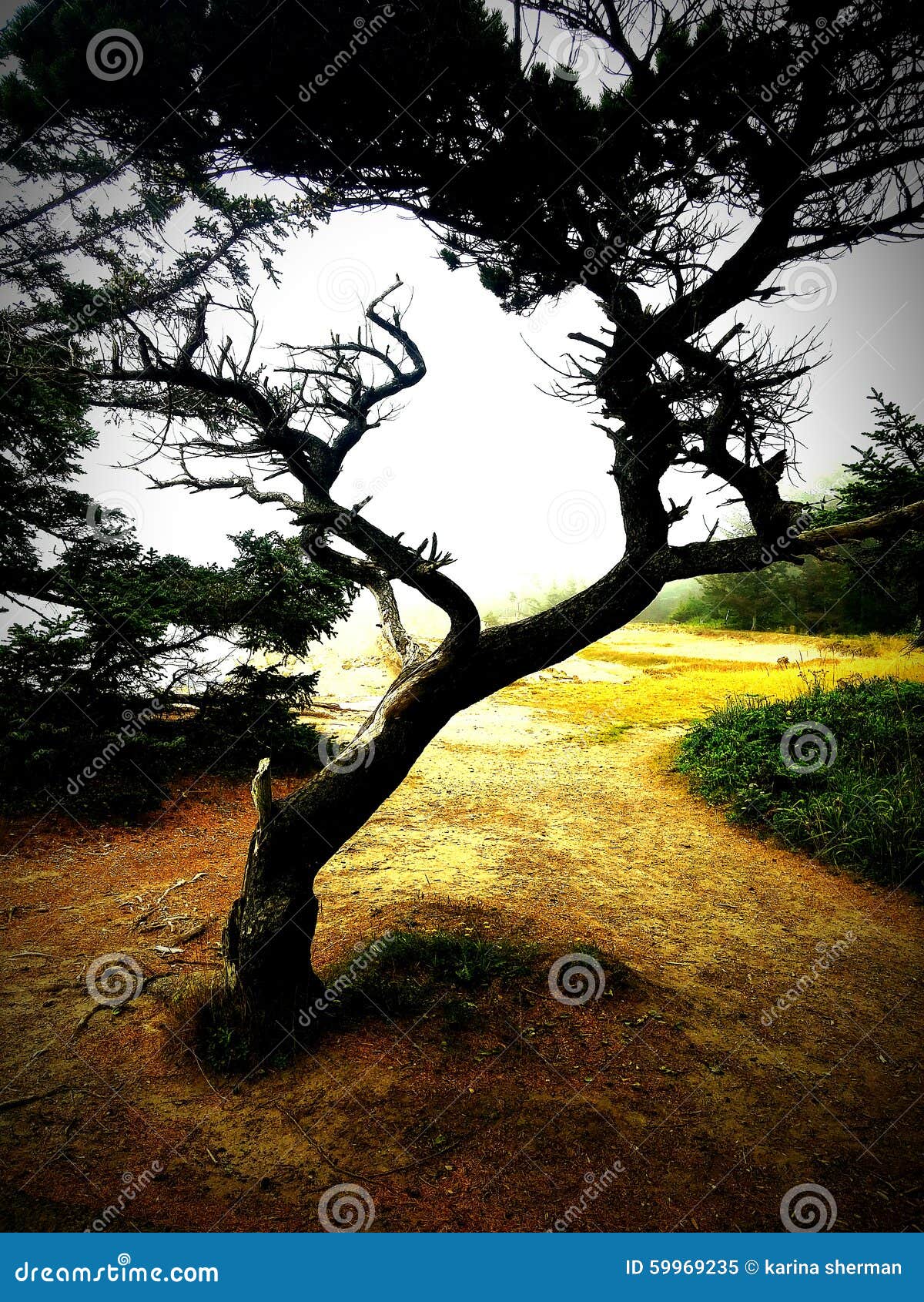 Tree of time stock image. Image of time, tree, trippy - 59969235