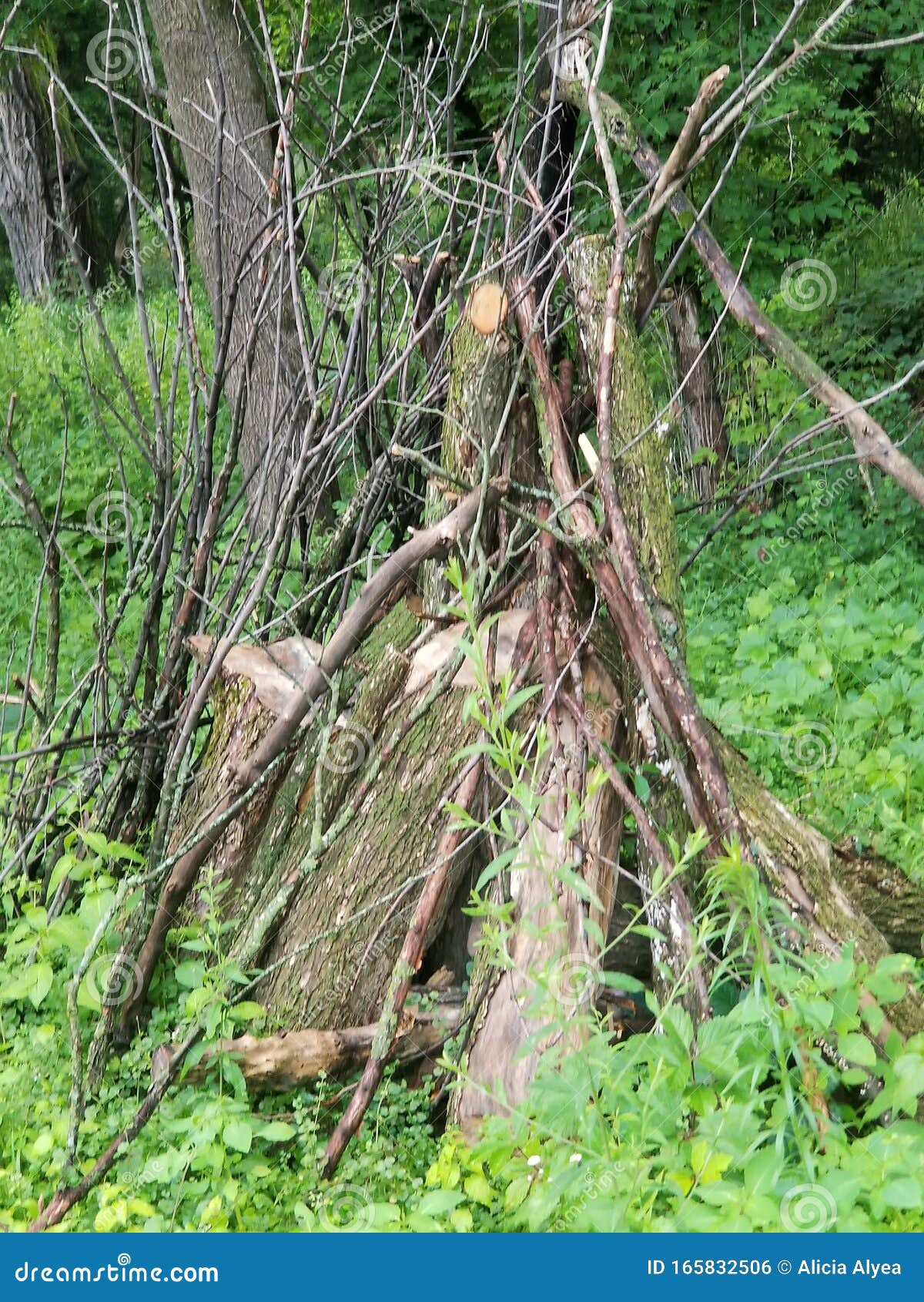 Tree Tipi stock photo. Image of outdoors, nature, tree - 165832506