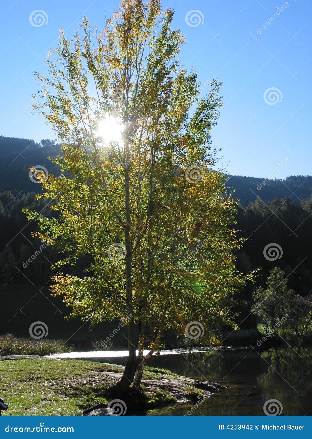 Tree in tirol, austria stock photo. Image of mountain - 4253942