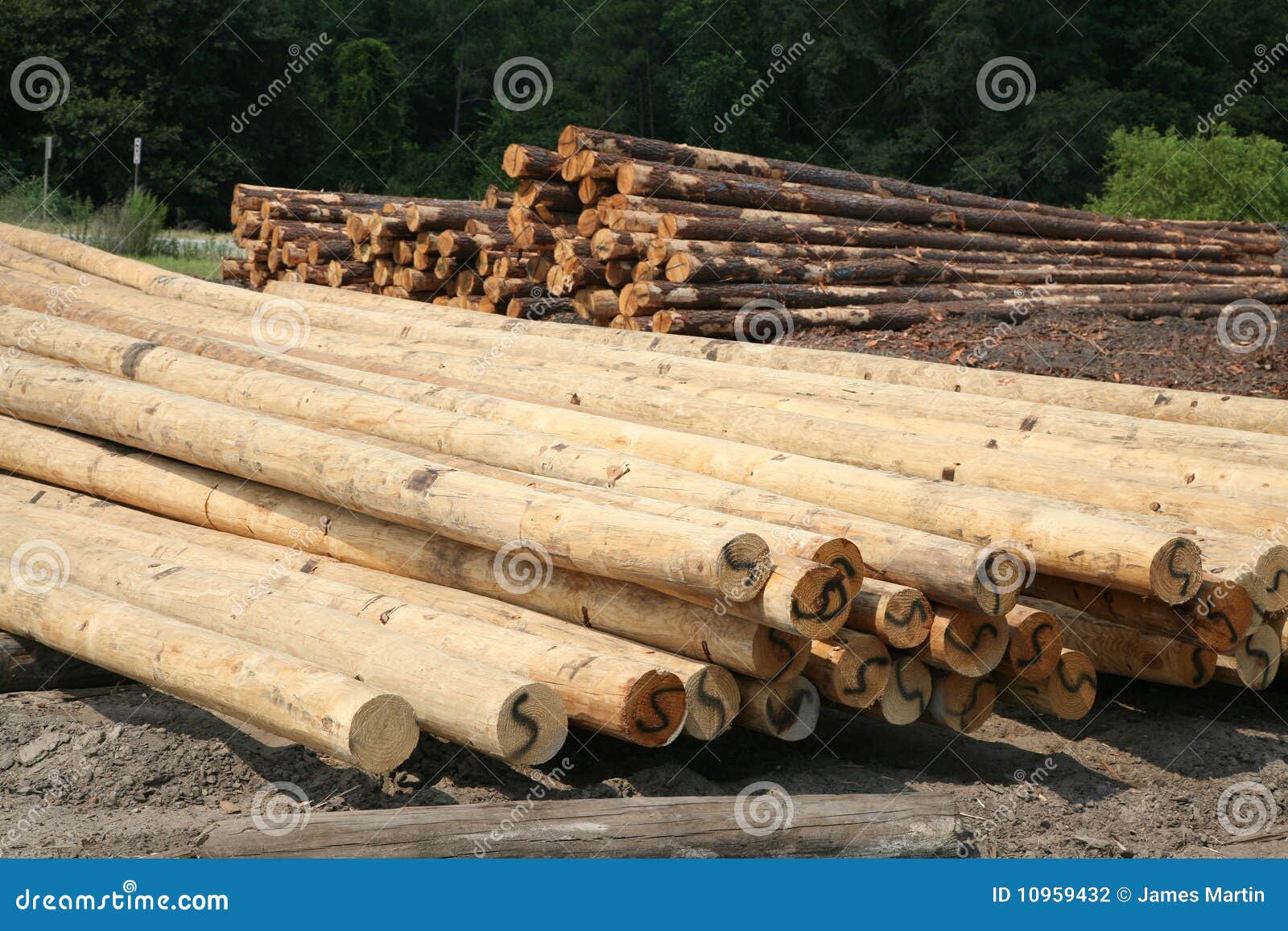 From tree to utility pole stock photo. Image of white - 10959432