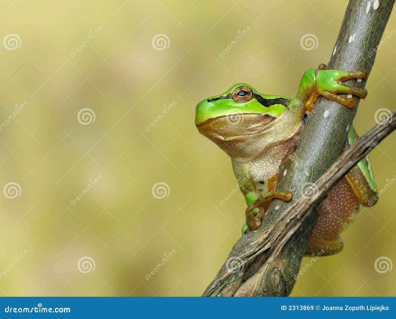 Tree Toad Picture. Image: 2313869