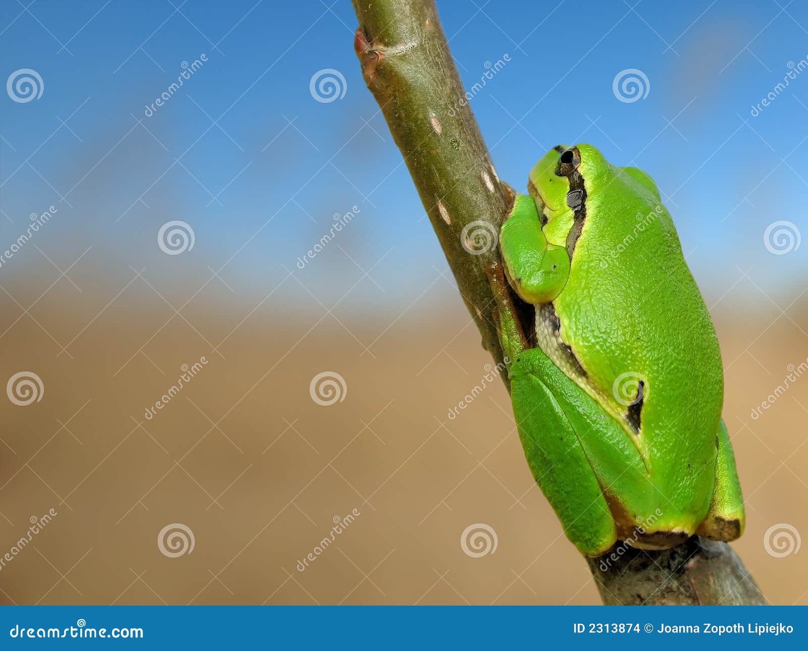 Tree Toad Picture. Image: 2313874