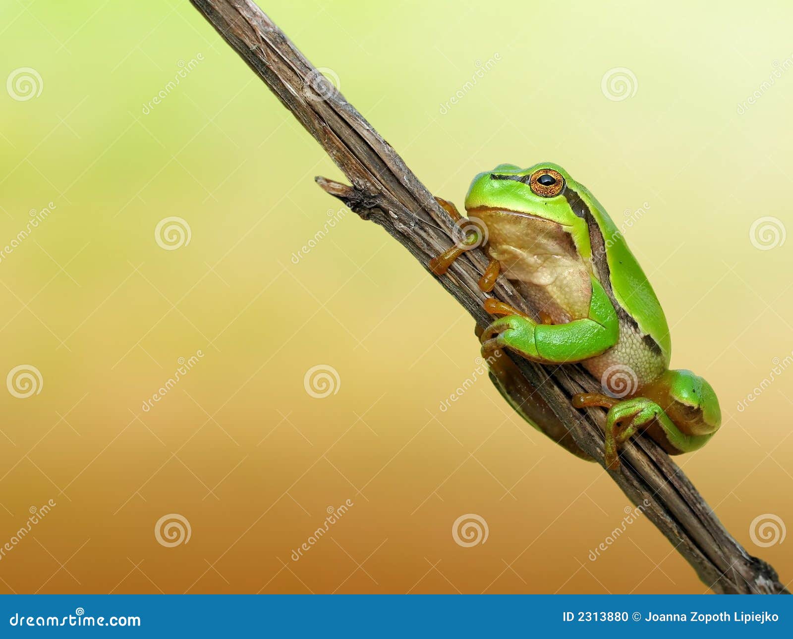Tree toad stock photo. Image of animal, jump, amphibian - 2313880