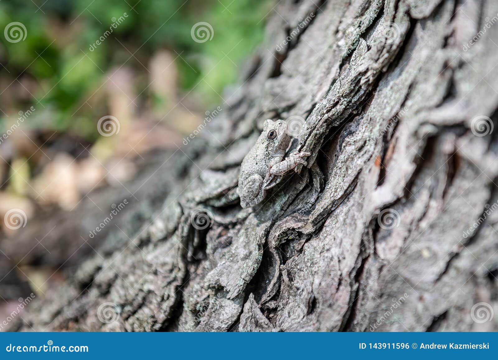 Tree Toad Camouflage stock photo. Image of trunk, macro - 143911596