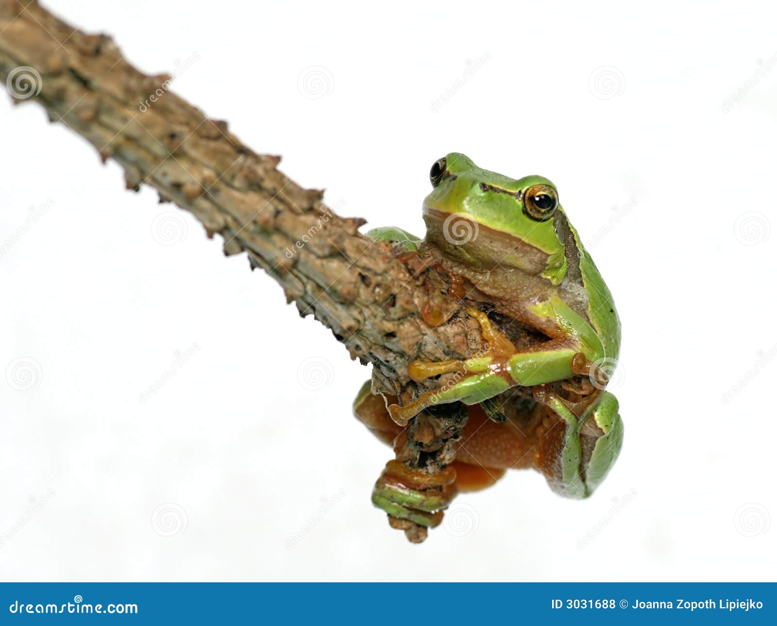 Tree toad frog stock photo. Image of jumper, tree, macro - 3031688