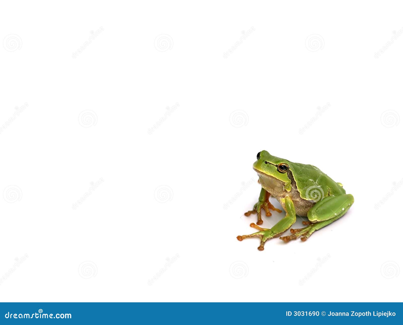 Tree toad frog stock photo. Image of amphibian, jumper - 3031690