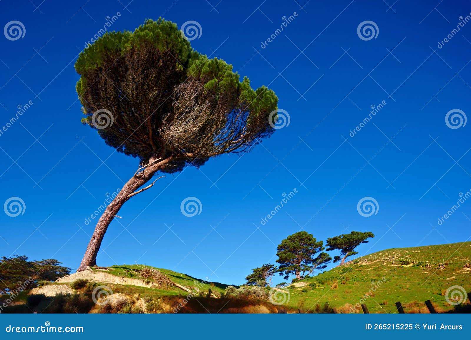 The Tree - Token of a Type. Tree - Universal Plant in All Types and ...